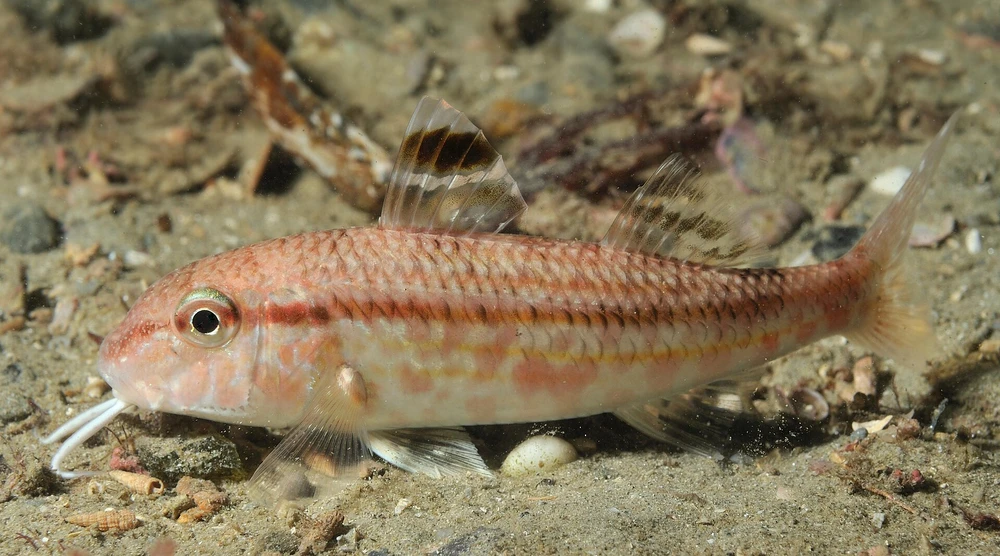 FFDB - Mullus surmuletus (Striped red mullet): Overview